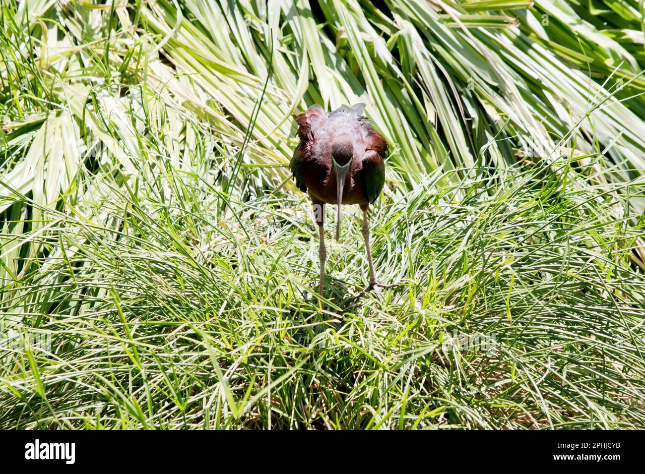 The Glossy Ibis has a distinctive long, downwards curved bill that is ...