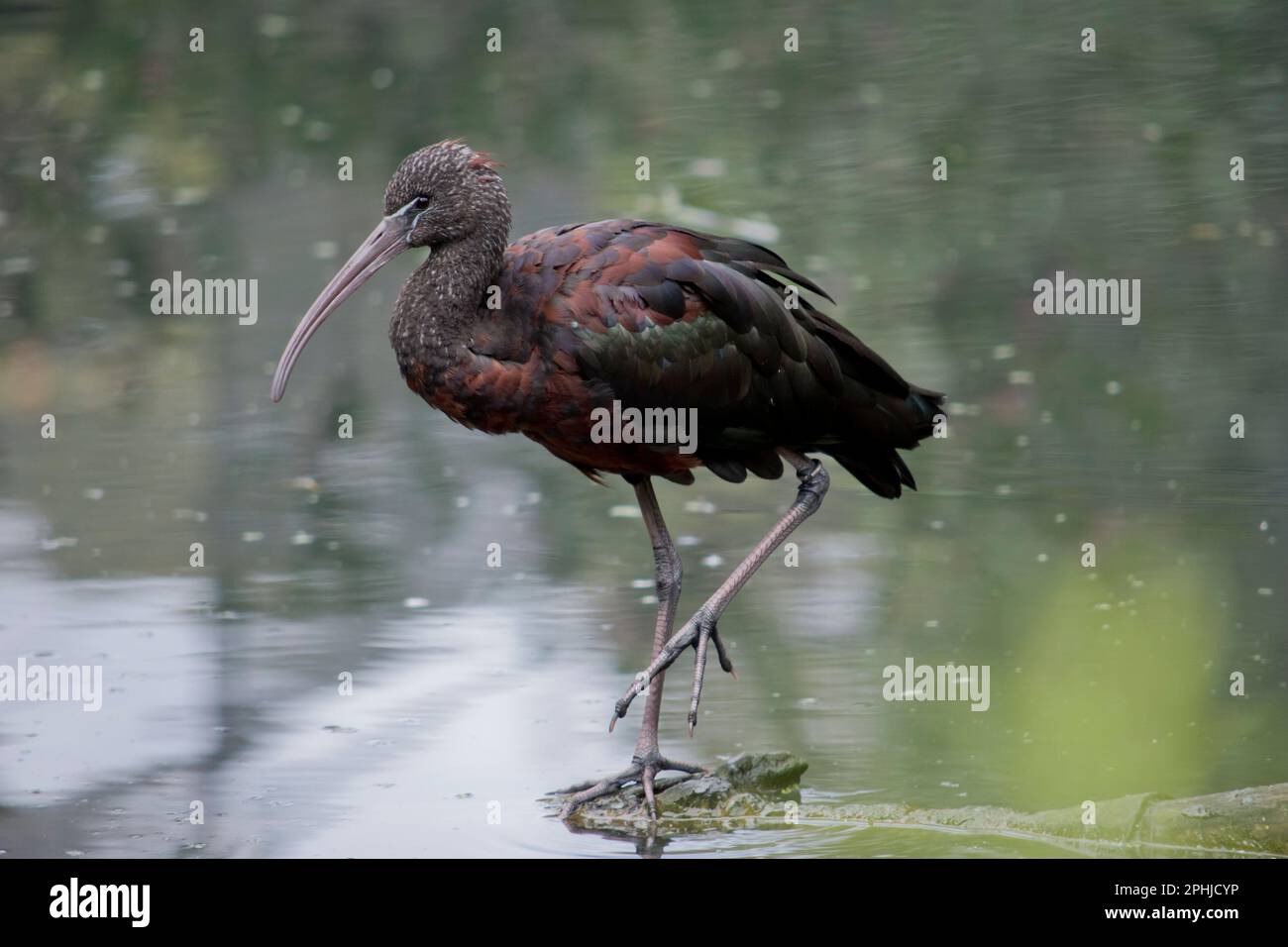 The glossy ibis neck is reddish-brown and the body is a bronze-brown ...