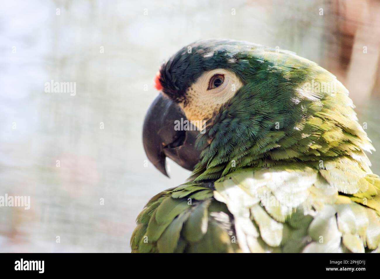 Illiger hi-res stock photography and images - Alamy