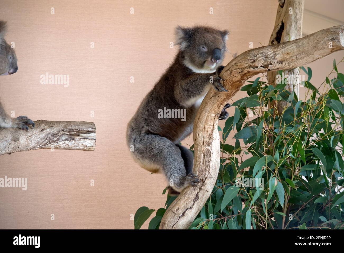 the Koala have large round head, big furry ears and big black nose ...
