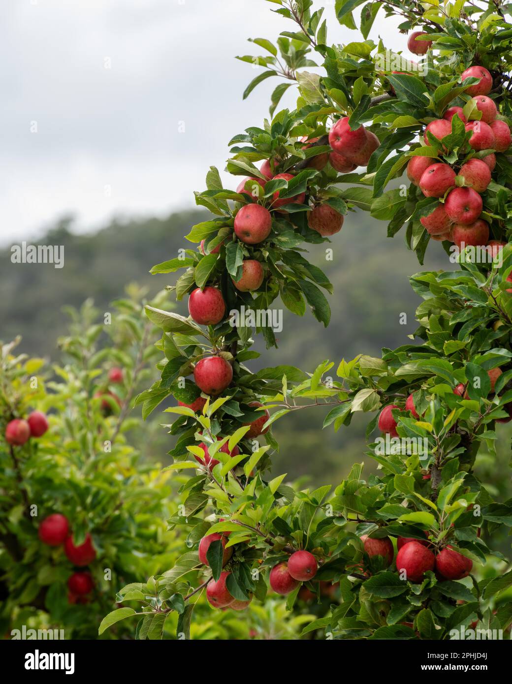 The Huon Valley is the apple orchard heartland of the The Apple Isle ...