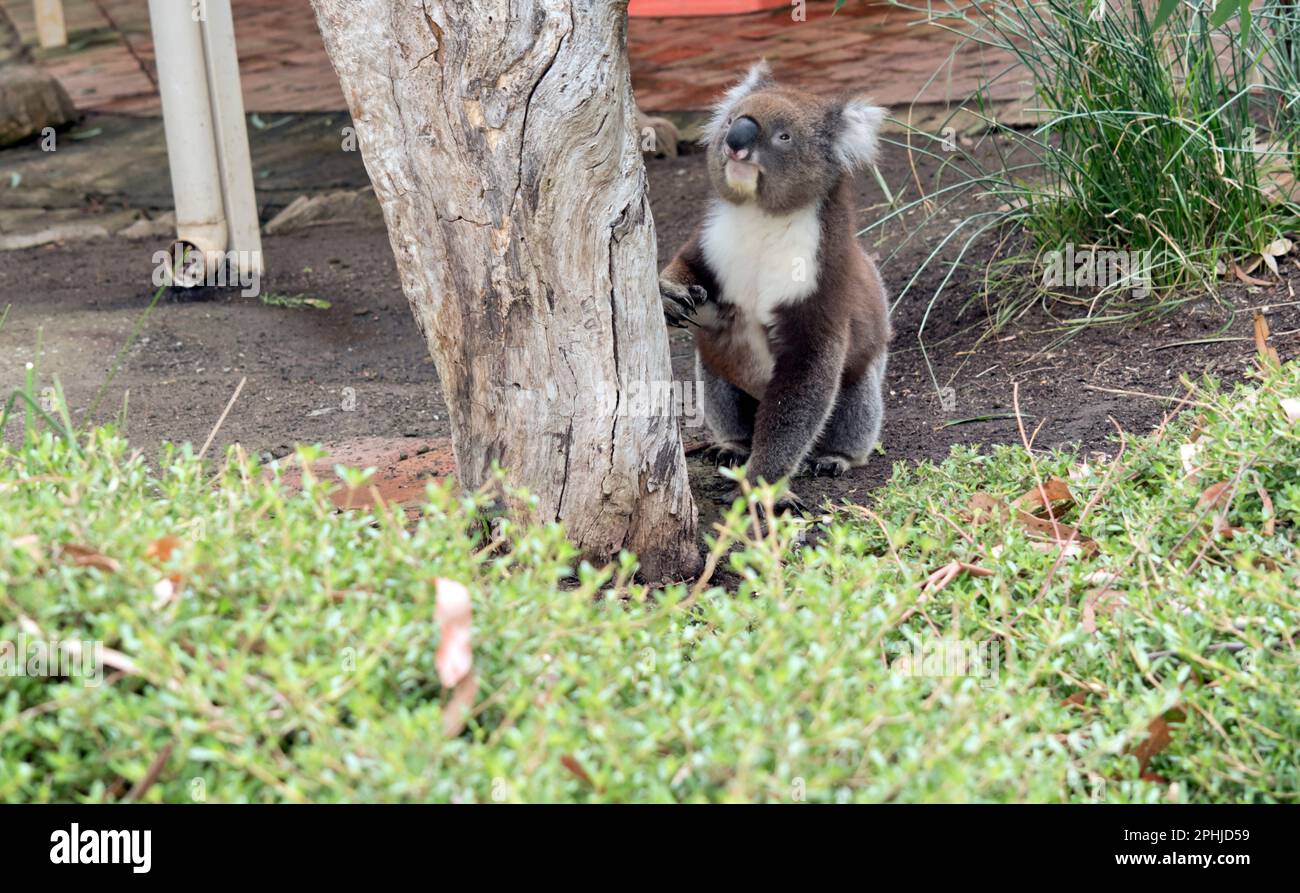 the Koala has a large round head, big furry ears and big black nose ...