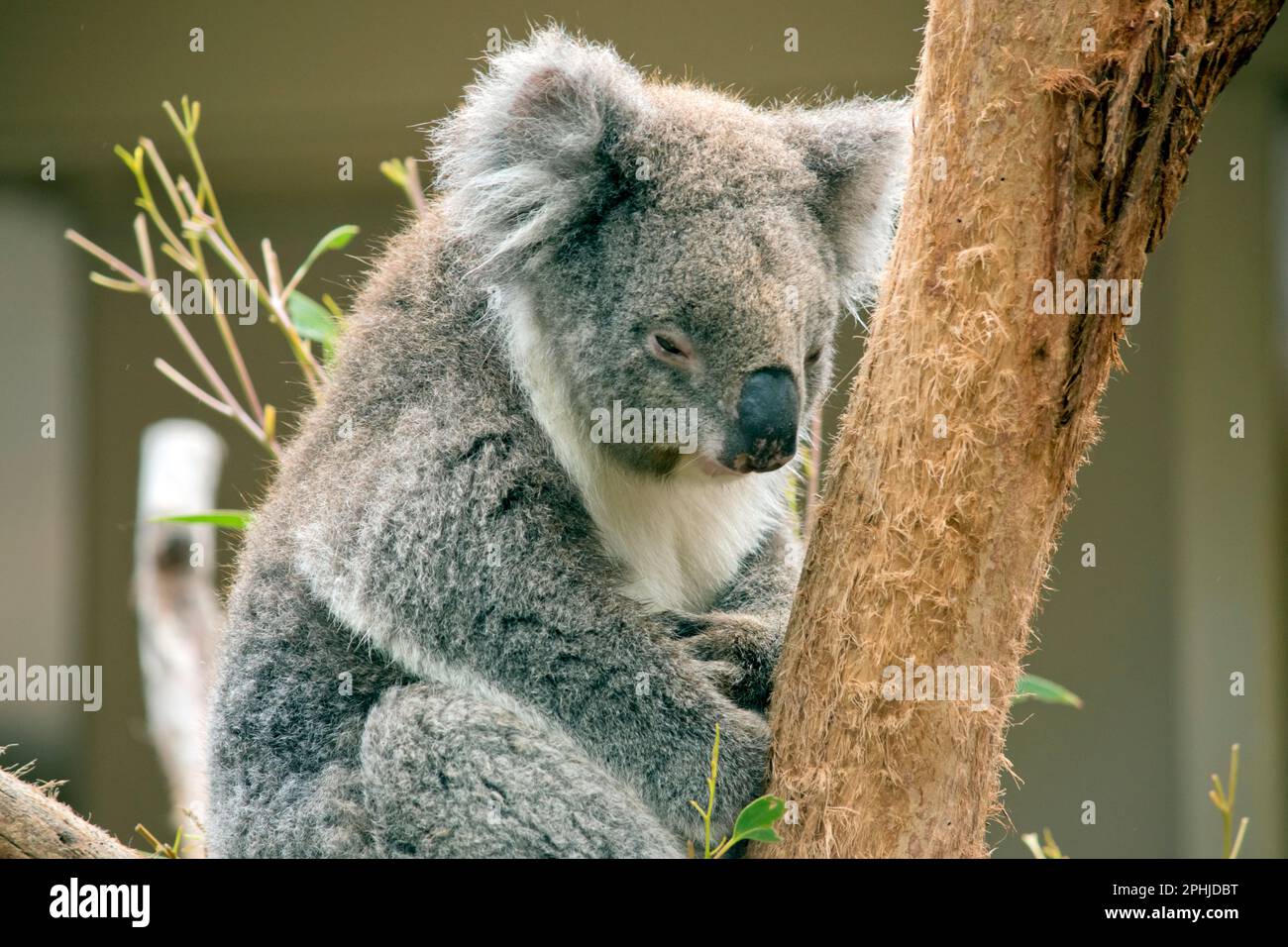 the koala has a large black nose, brown eyes, fluffy white ears with a ...