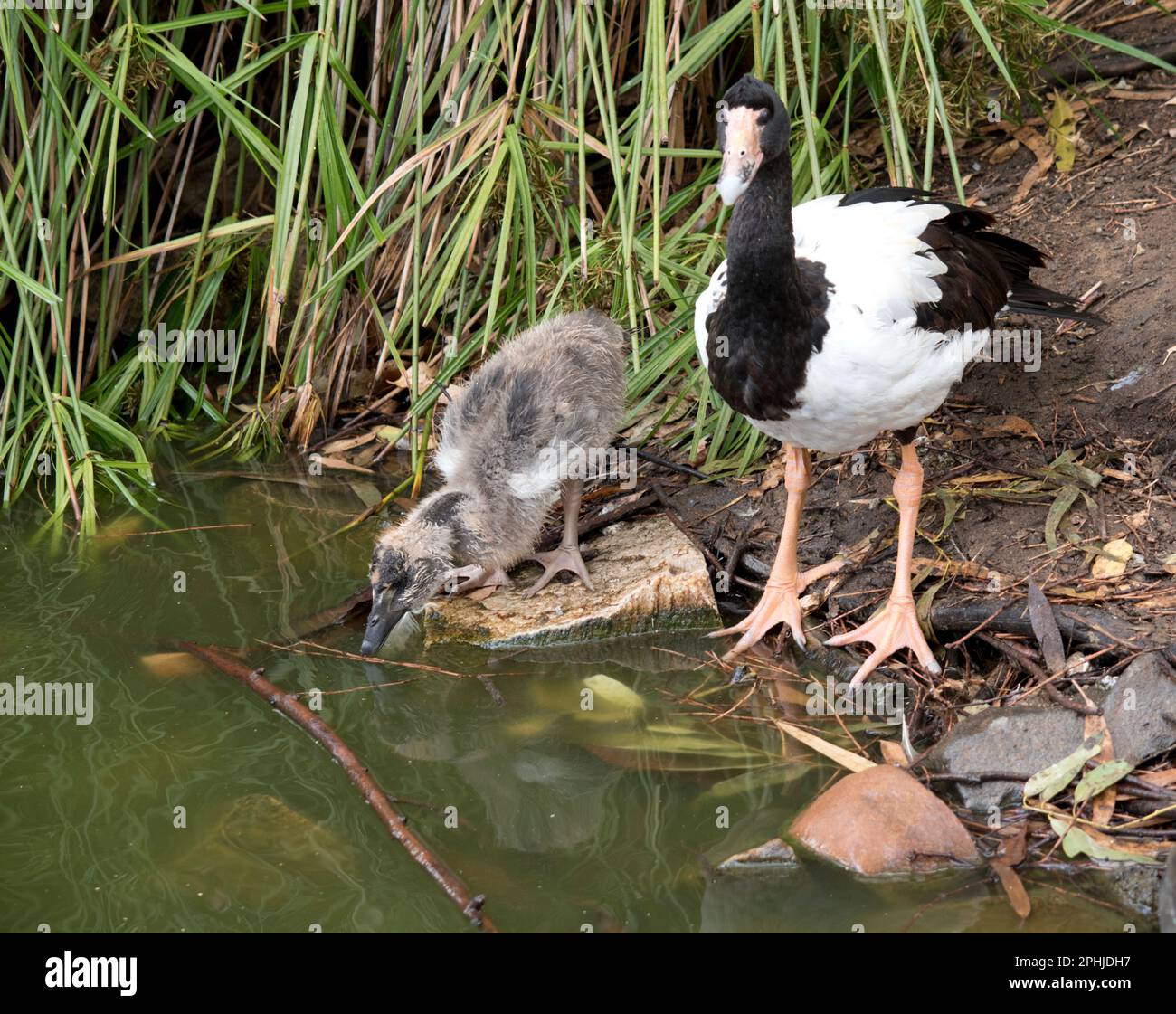 the magpie gosling has grey fluff and white feathers starting to show ...