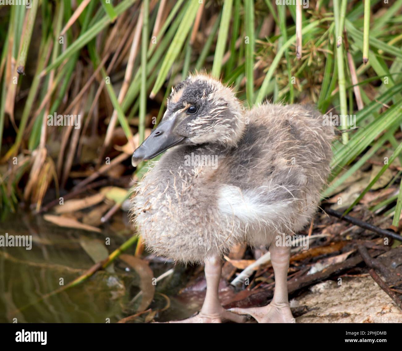 The Magpie Gosling Has Grey Fluff And White Feathers Starting To Show It Has A Brown Eye And