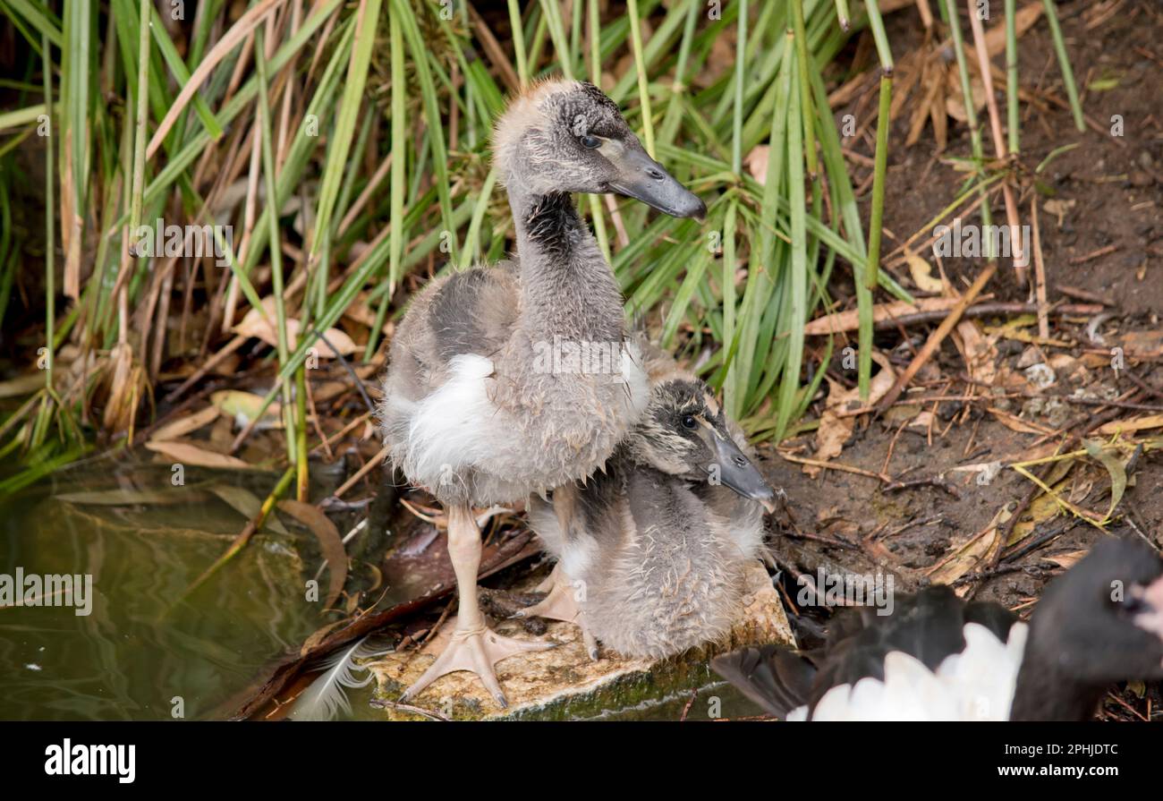 The Magpie Gosling Has Grey Fluff And White Feathers Starting To Show It Has A Brown Eye And