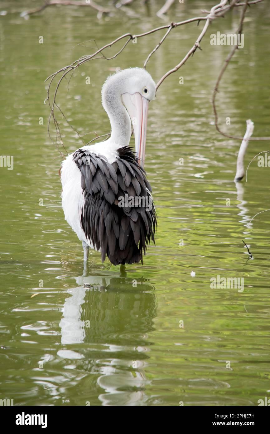 Australian pelicans are one of the largest flying birds. They have a ...