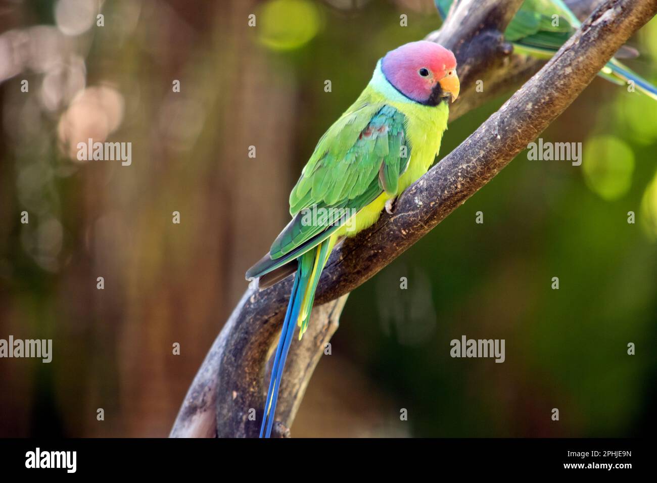 the plum headed parakeet has a green body and wings with a plum colored ...
