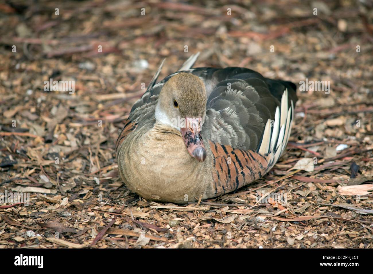 The plumed whistling duck's face and foreneck are light, the crown and ...