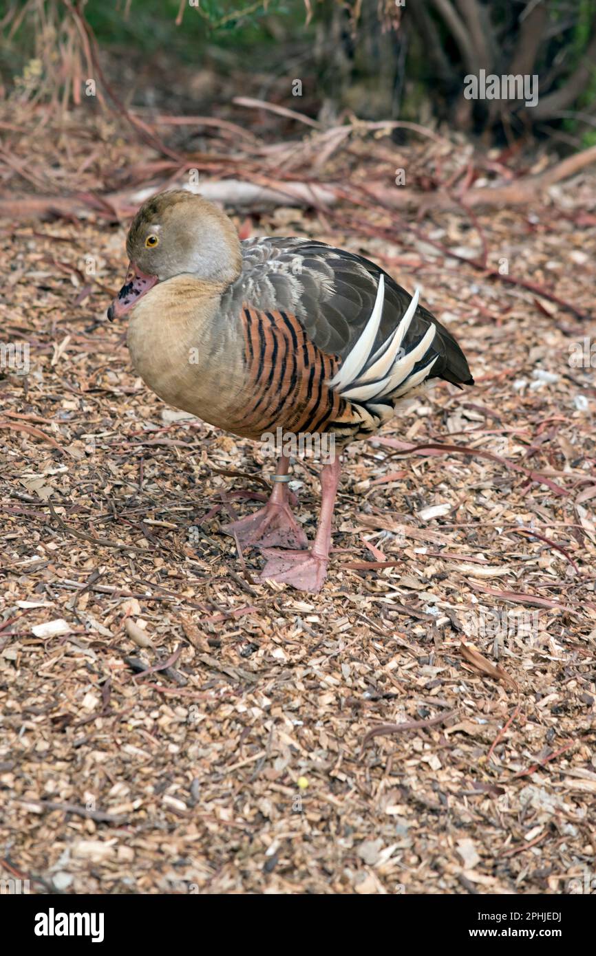 The plumed whistling duck's face and foreneck are light, the crown and ...