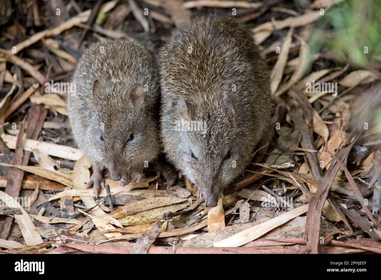 the Potoroo is a small nocturnal marsupial which lives in small groups ...