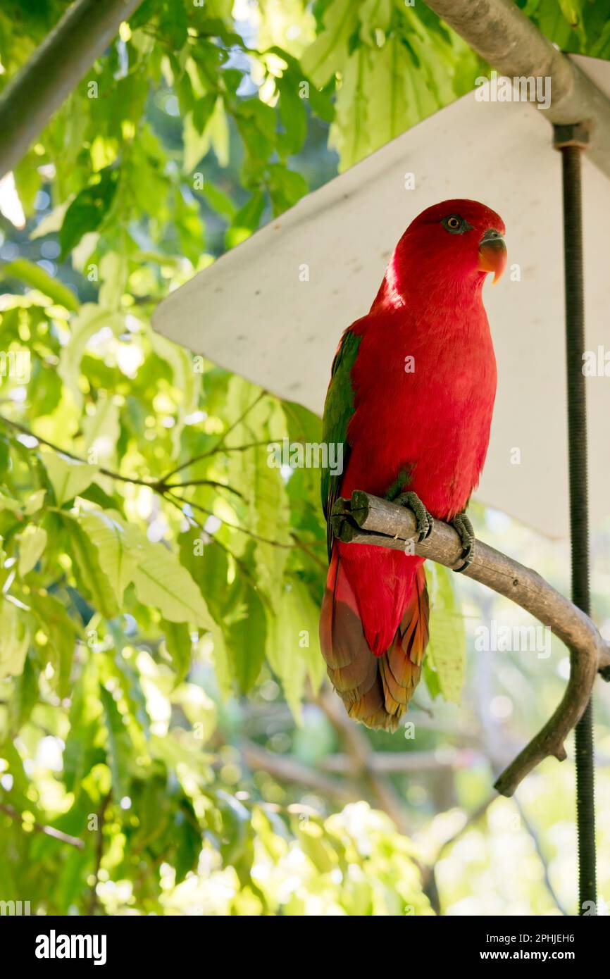 the red lory has a red body with some green and yellow on its wings ...