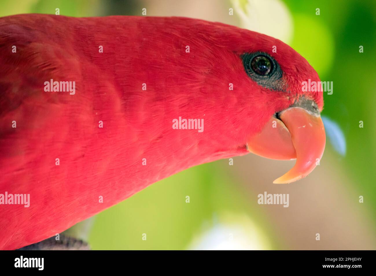 the red lory has a red body orange bill and blue and black on its wings ...