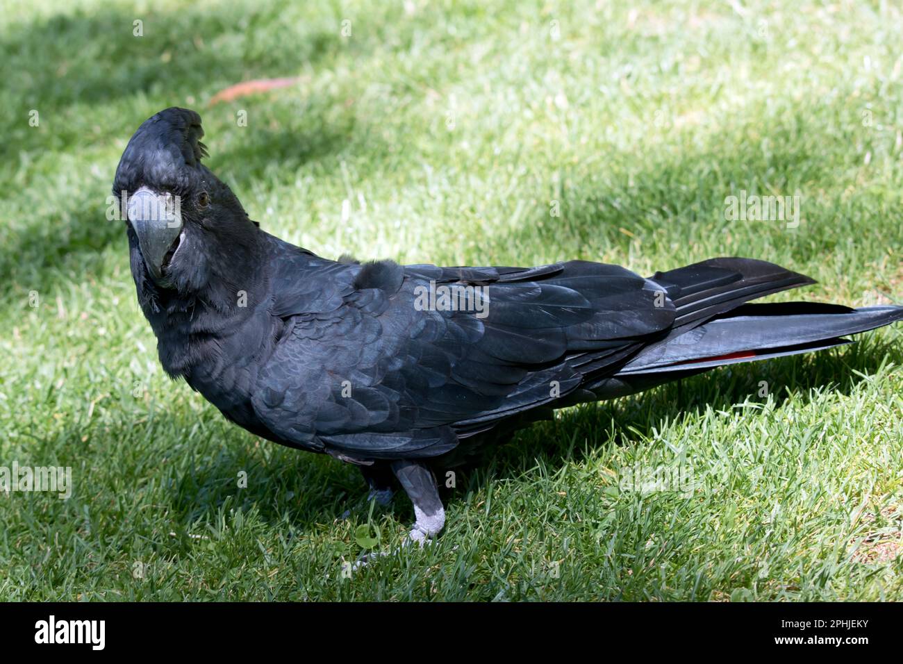 The Red-tailed Black-Cockatoo is mostly glossy black and has an ...