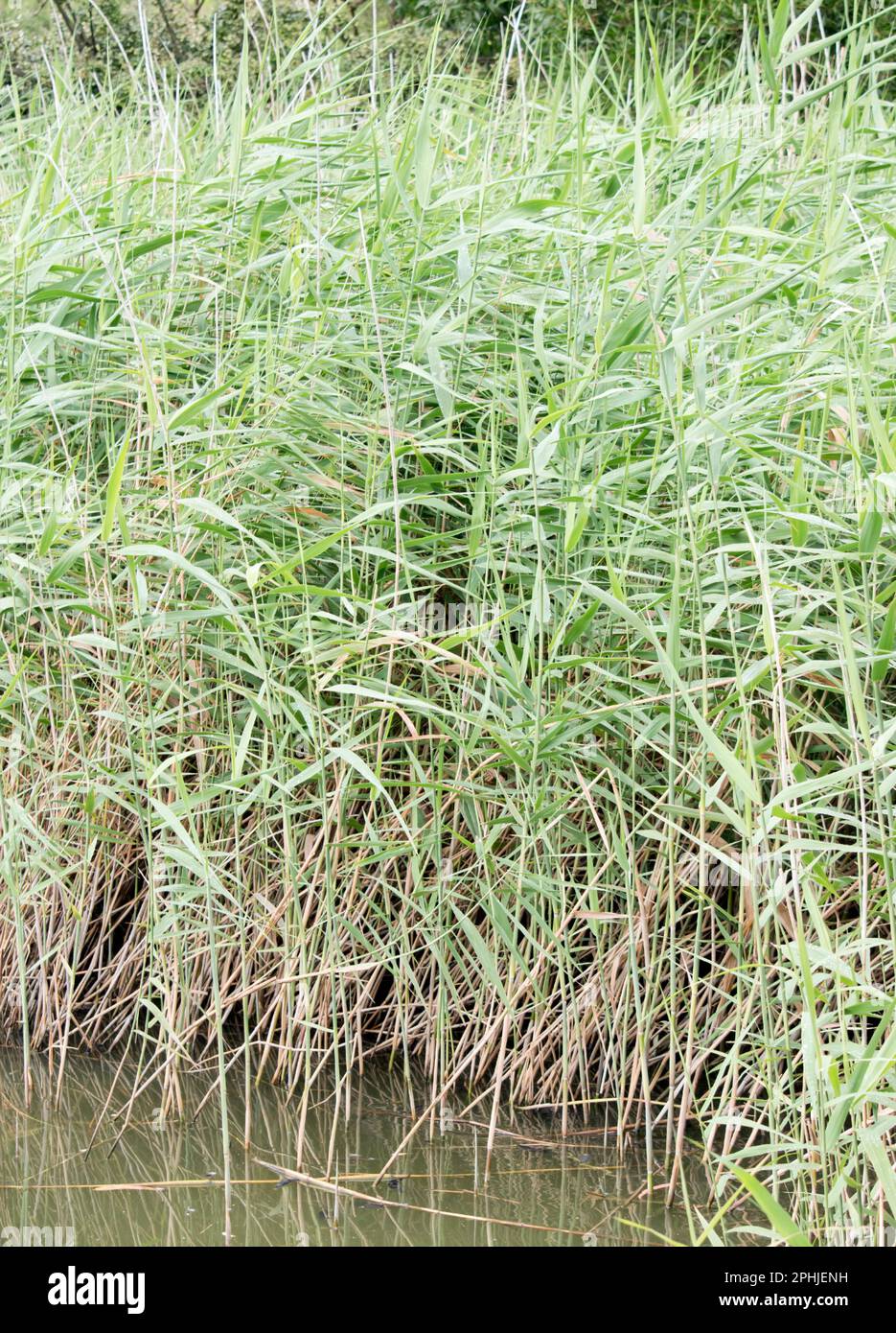 Reeds and foliage hi-res stock photography and images - Alamy
