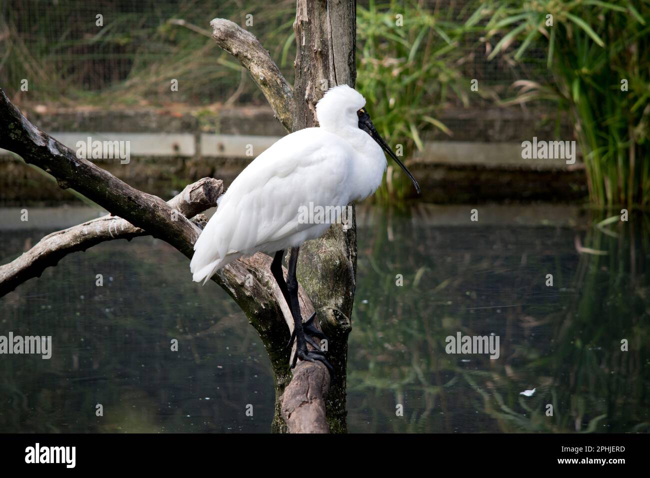 the royal spoonbill is a large white sea bird with a black bill that ...