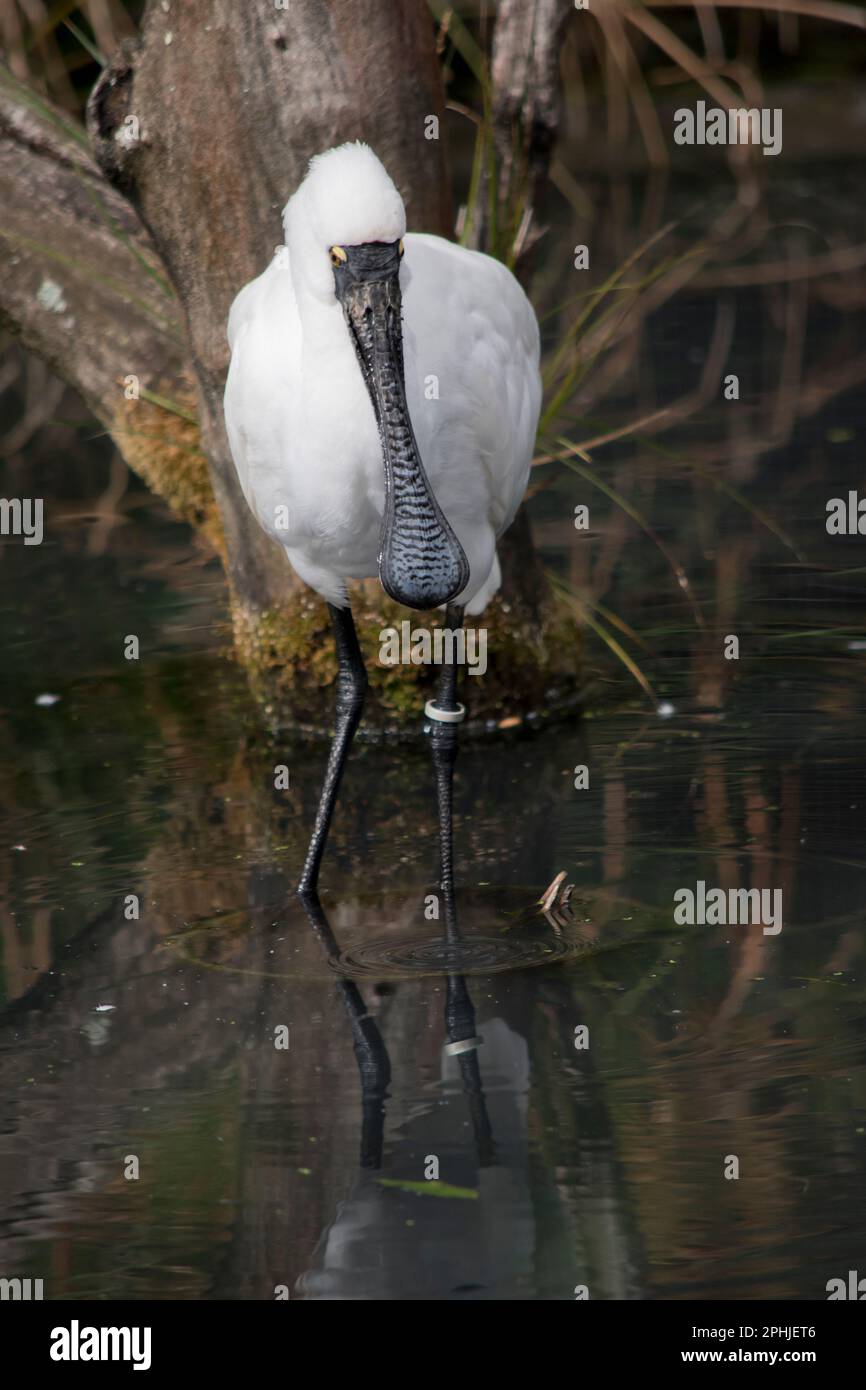the royal spoonbill is a large white sea bird with a black bill that ...