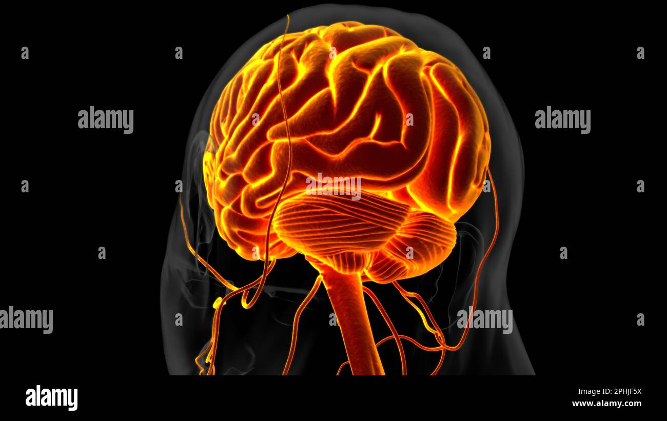 Human brain anatomy for medical concept 3D illustration Stock Photo - Alamy
