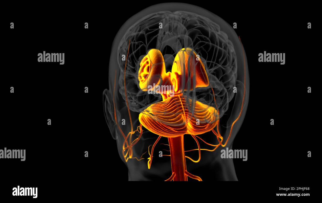 Human brain anatomy for medical concept 3D illustration Stock Photo - Alamy