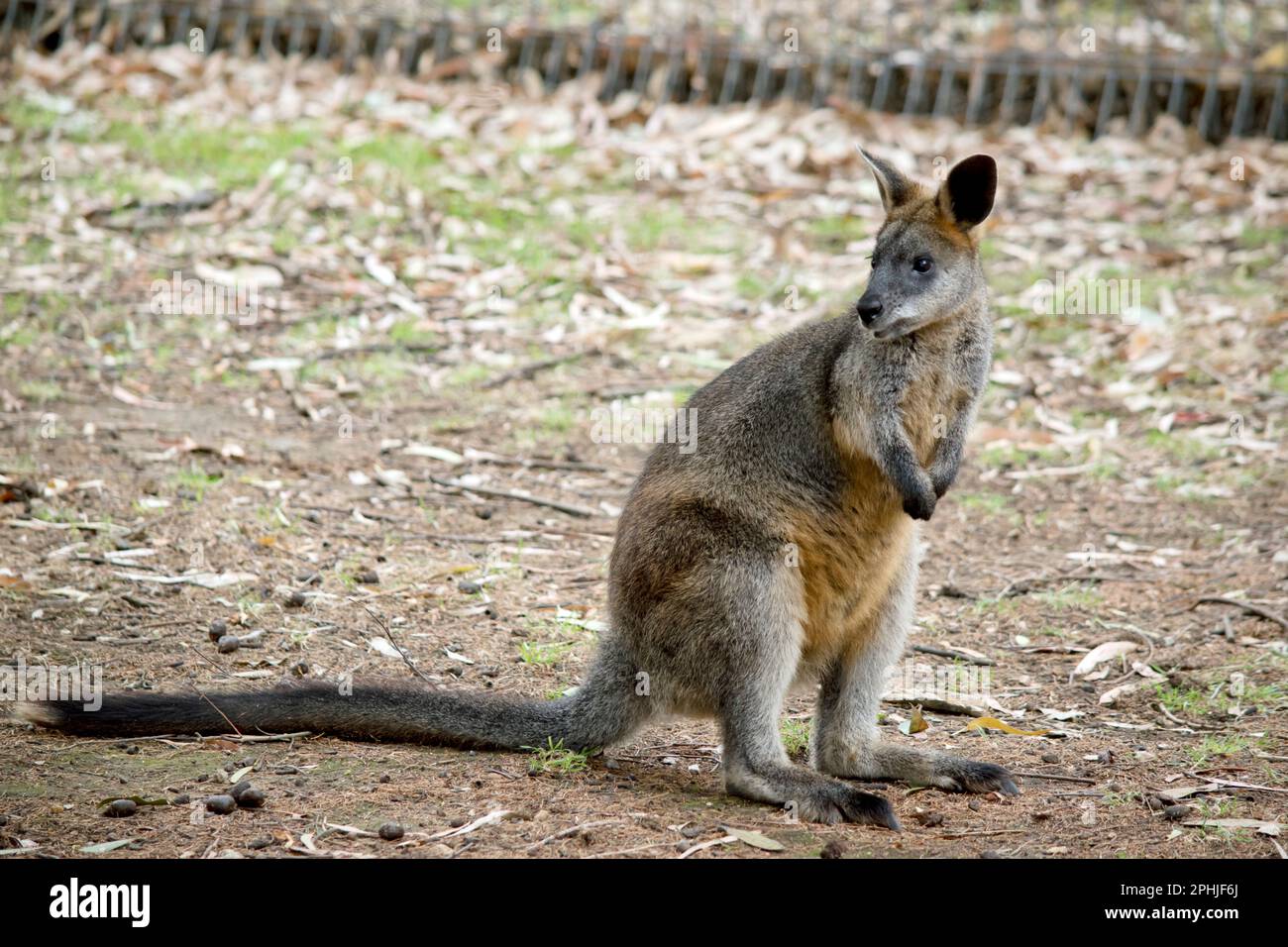 The swamp wallaby has long, coarse fur that is generally dark brown in ...