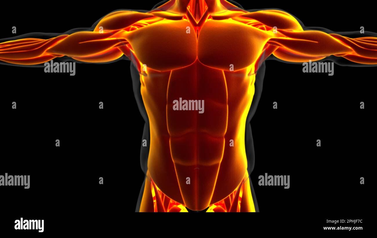 3D Illustration, Muscle is a soft tissue, Muscle cells contain proteins ...