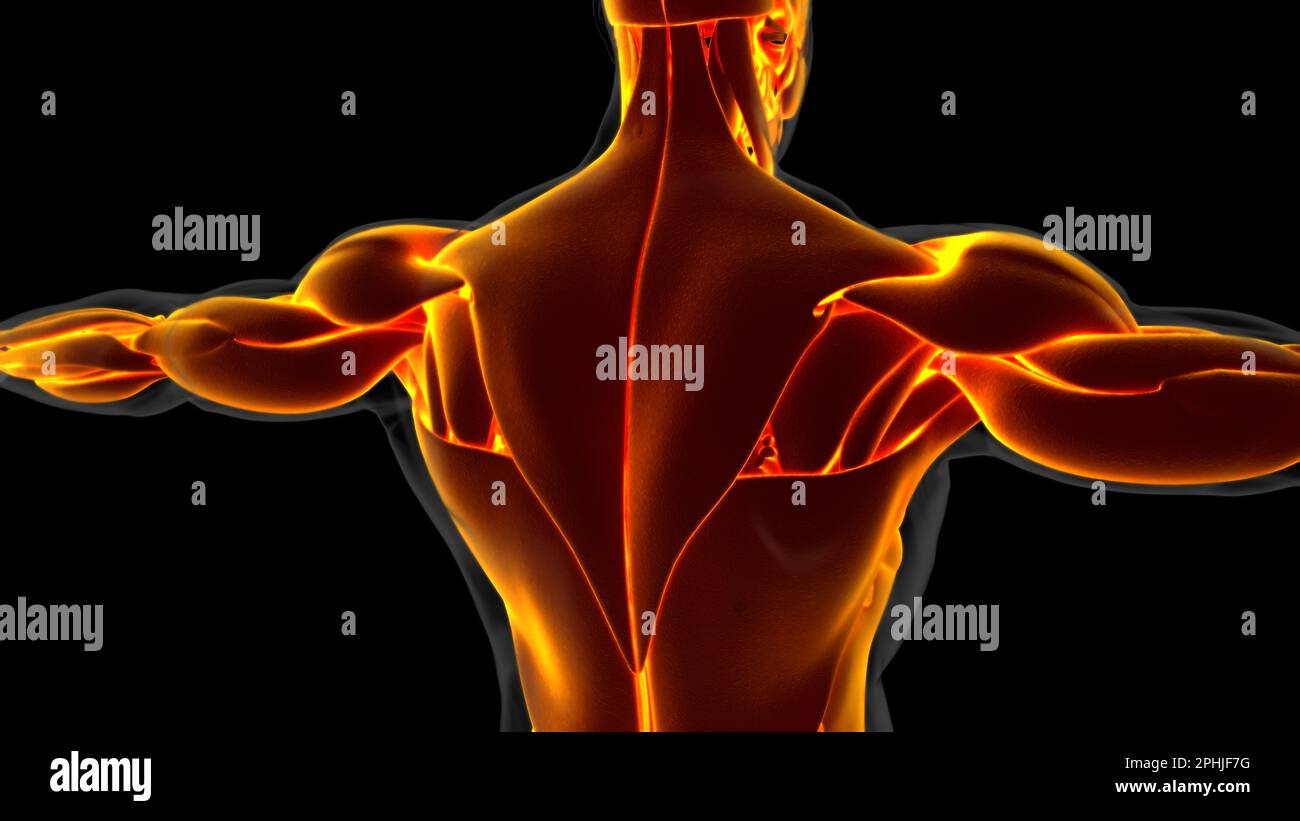 3D Illustration, Muscle is a soft tissue, Muscle cells contain proteins ...