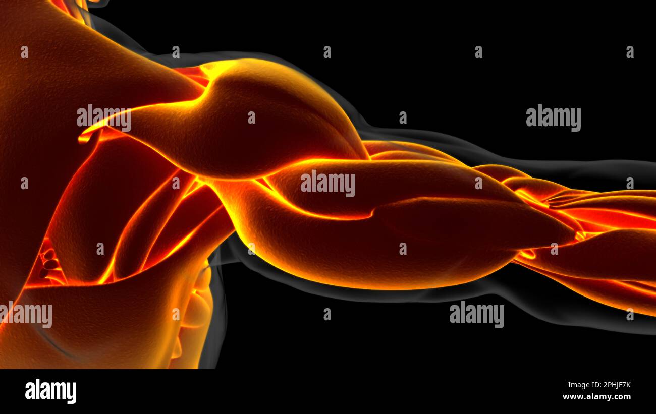 3D Illustration, Muscle is a soft tissue, Muscle cells contain proteins ...