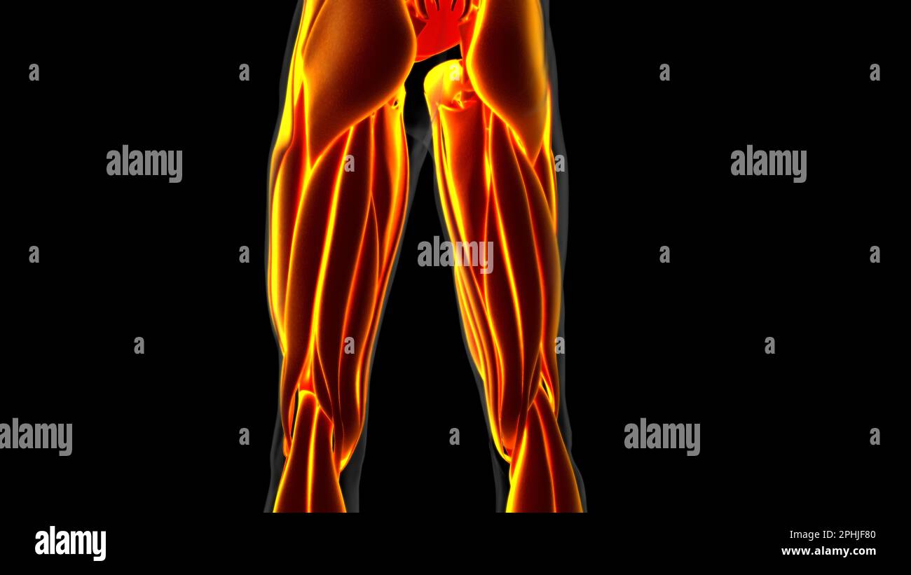 3D Illustration, Muscle is a soft tissue, Muscle cells contain proteins ...