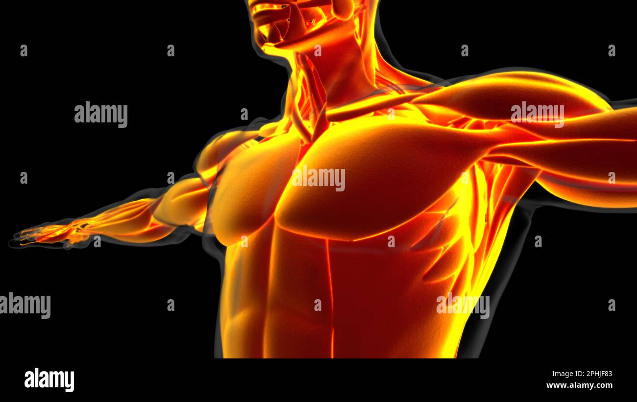 3D Illustration, Muscle is a soft tissue, Muscle cells contain proteins ...
