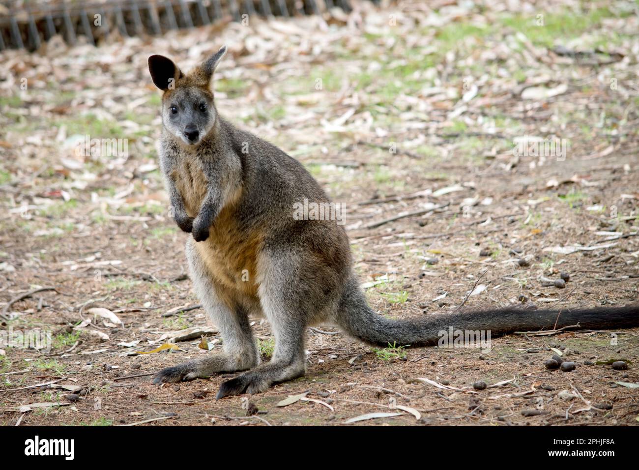The swamp wallaby has long, coarse fur that is grey and brown in color ...