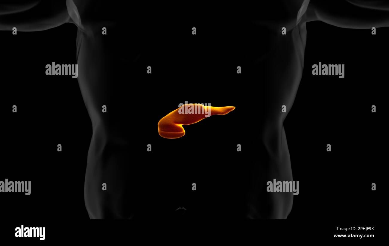 Pancreas Human Digestive System Anatomy For Medical Concept 3D ...