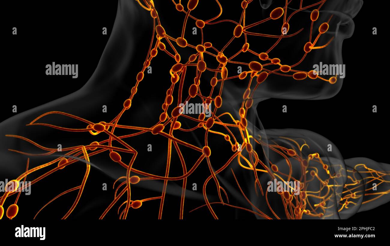 Human lymph nodes anatomy for medical concept 3D illustration Stock ...