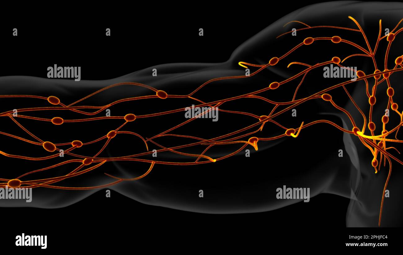 Human lymph nodes anatomy for medical concept 3D illustration Stock ...