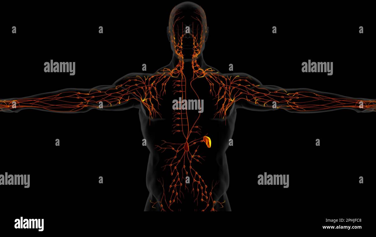 Human lymph nodes anatomy for medical concept 3D illustration Stock ...
