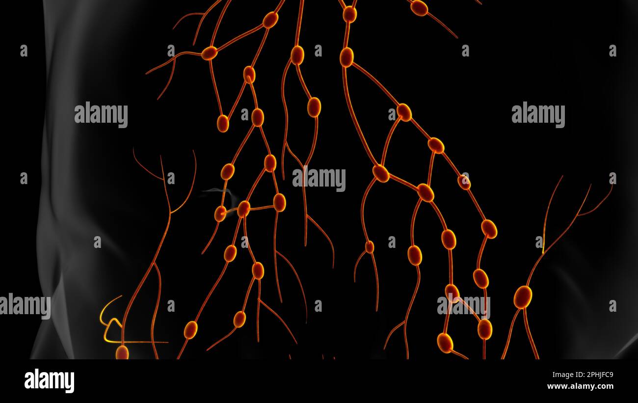 Human lymph nodes anatomy for medical concept 3D illustration Stock ...
