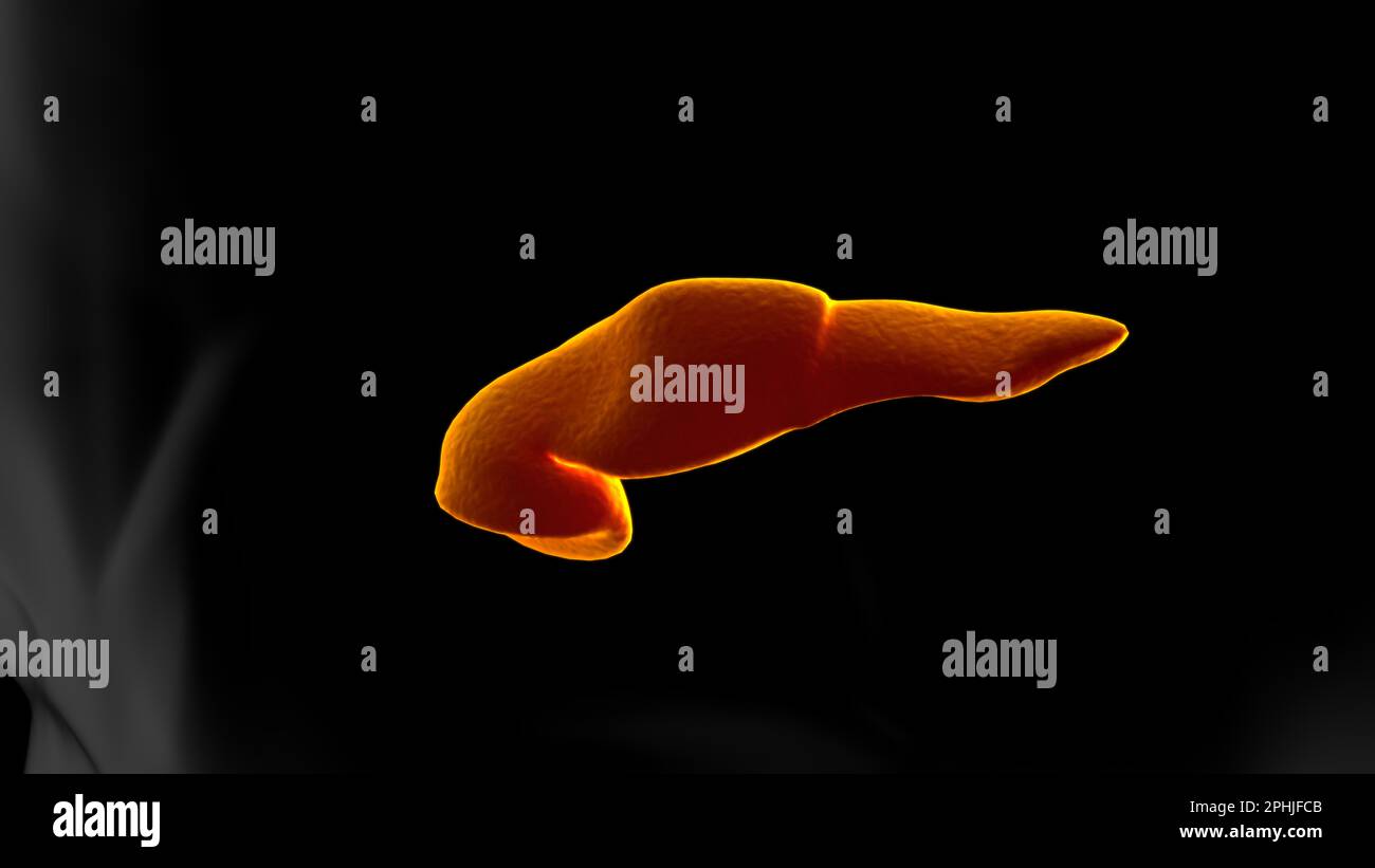 Pancreas Human Digestive System Anatomy For Medical Concept 3D ...