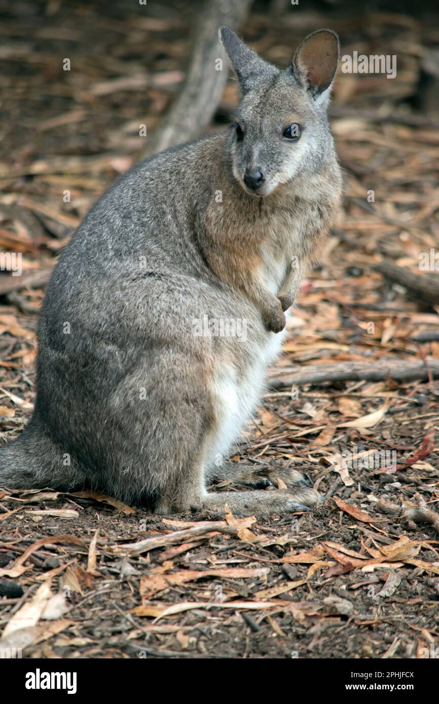 the tammar wallaby has dark greyish upperparts with a paler underside ...