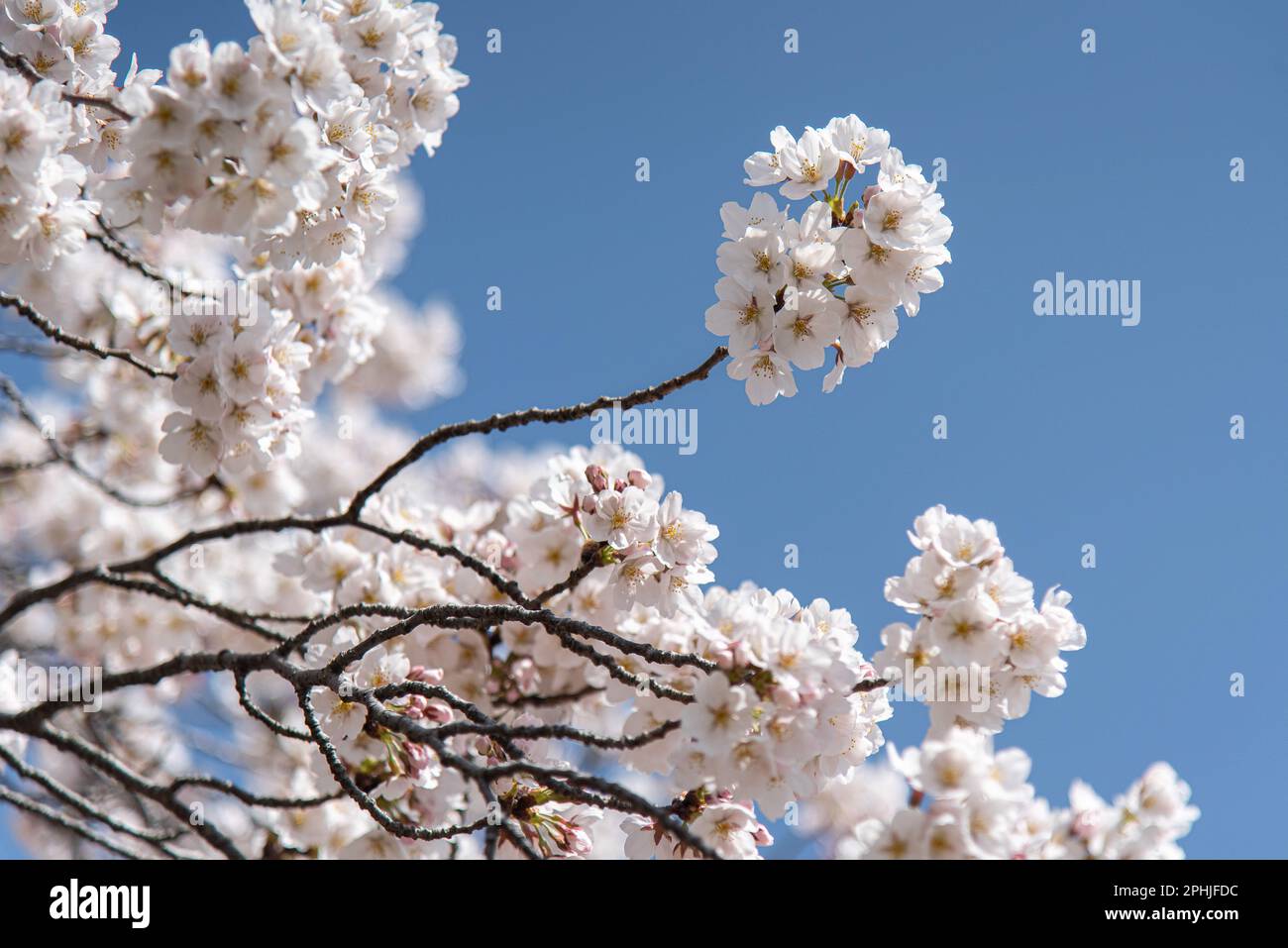 Kanazawa, Japan. 28th Mar, 2023. Cherry blossom seen at Hirosaka park ...