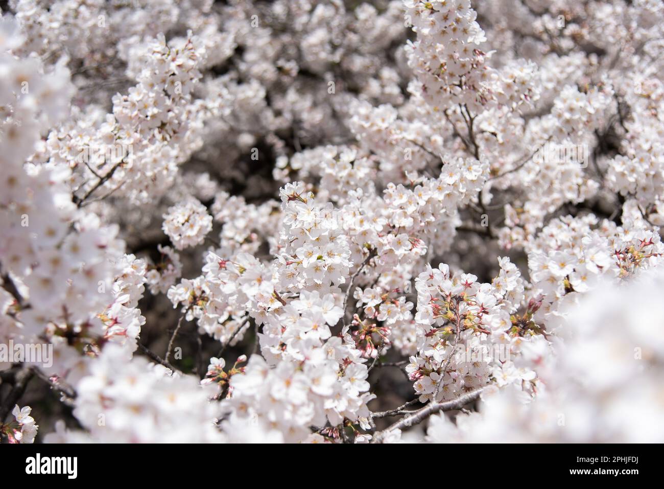 Kanazawa, Japan. 28th Mar, 2023. Cherry blossoms seen at Hirosaka park ...