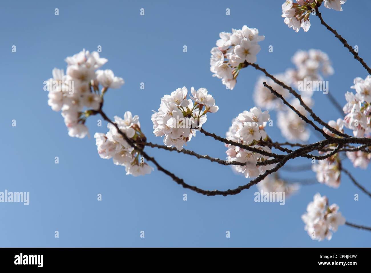 Kanazawa, Japan. 28th Mar, 2023. Cherry blossom seen at Hirosaka park ...