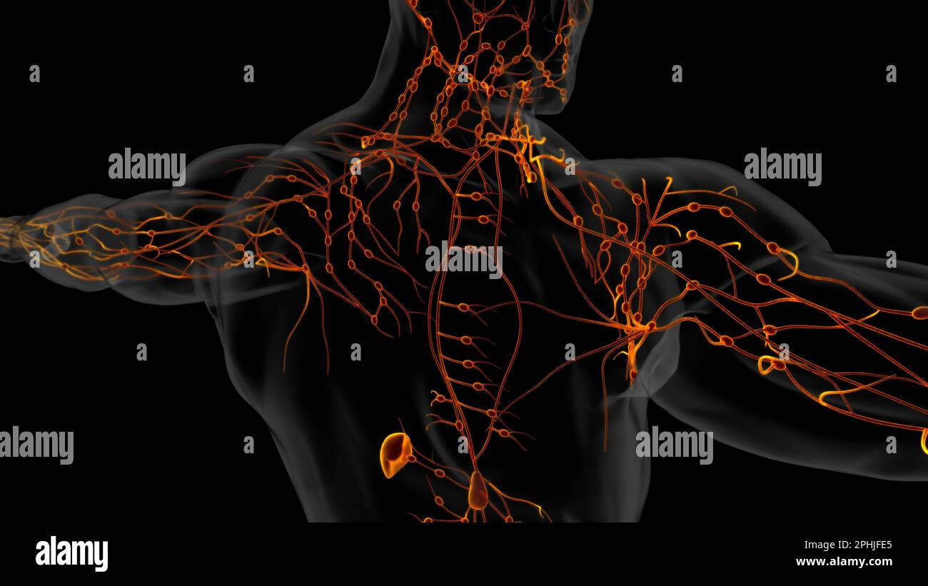 Human lymph nodes anatomy for medical concept 3D illustration Stock ...
