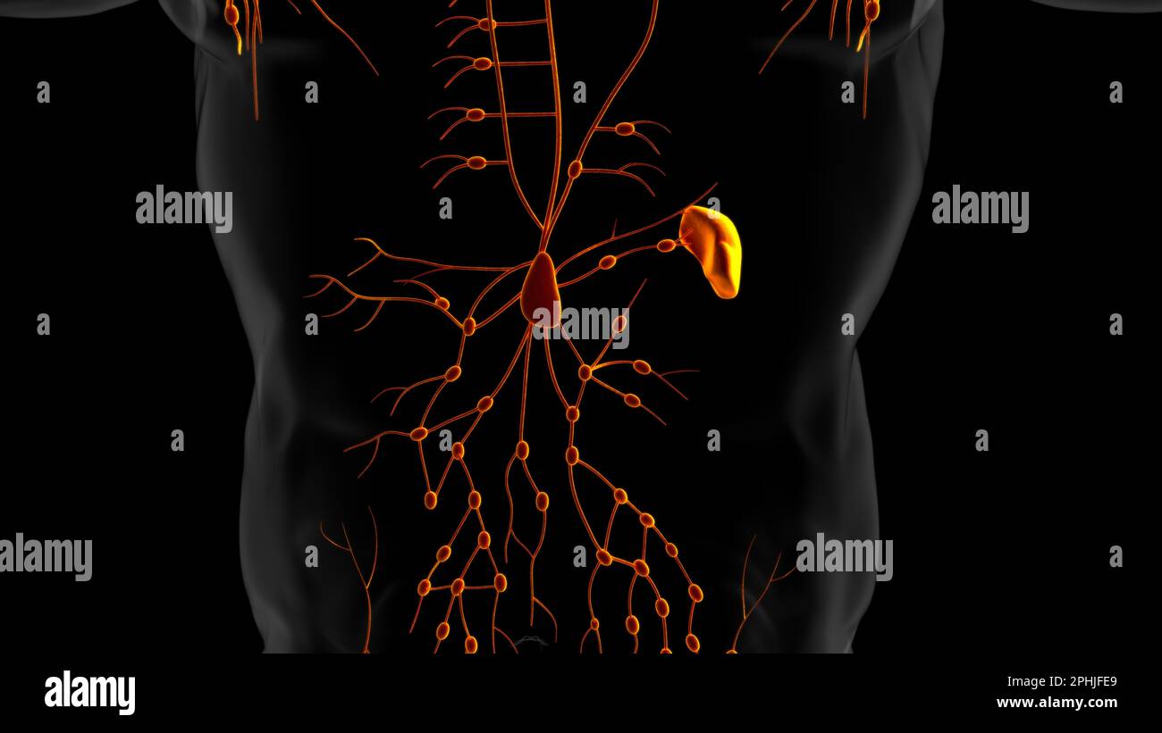 Human lymph nodes anatomy for medical concept 3D illustration Stock ...