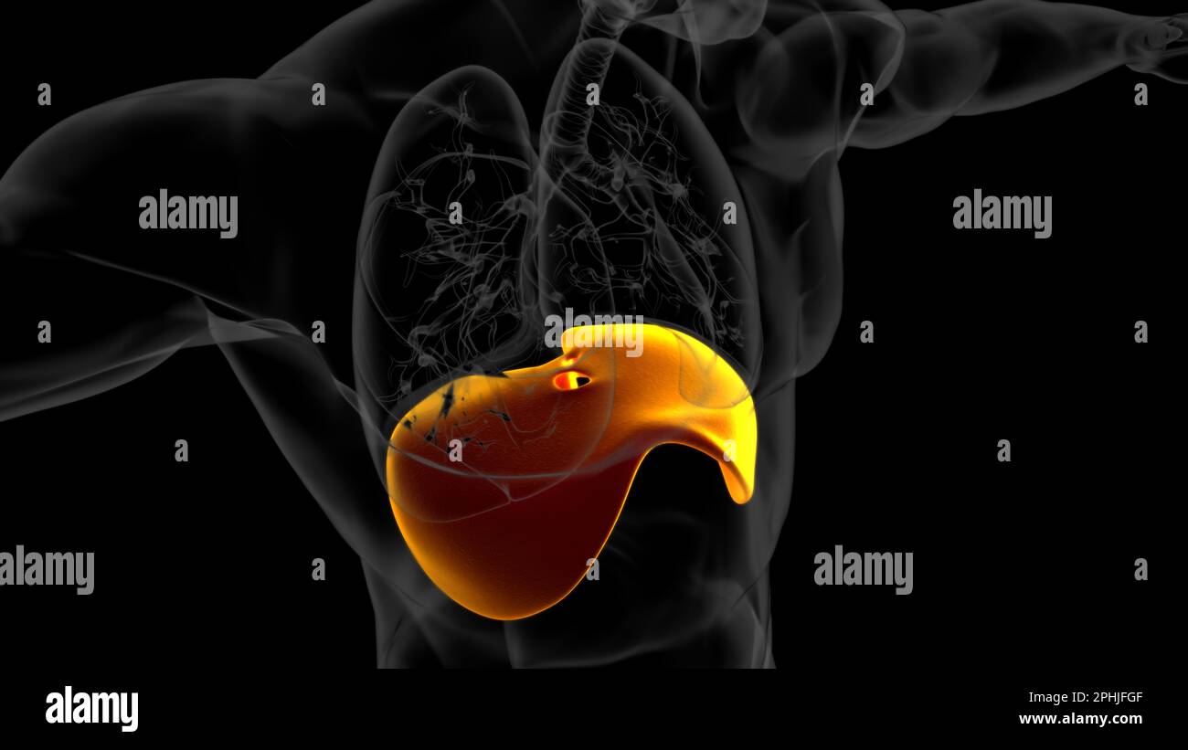 Human diaphragm anatomy for medical concept 3D illustration Stock Photo ...
