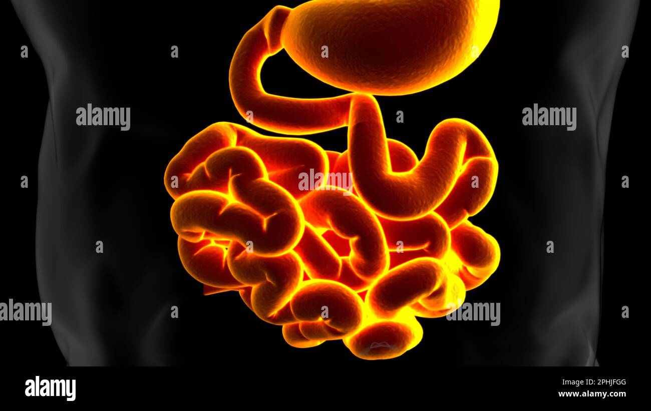 3D Illustration Human Digestive System Anatomy (Small Intestine) For ...