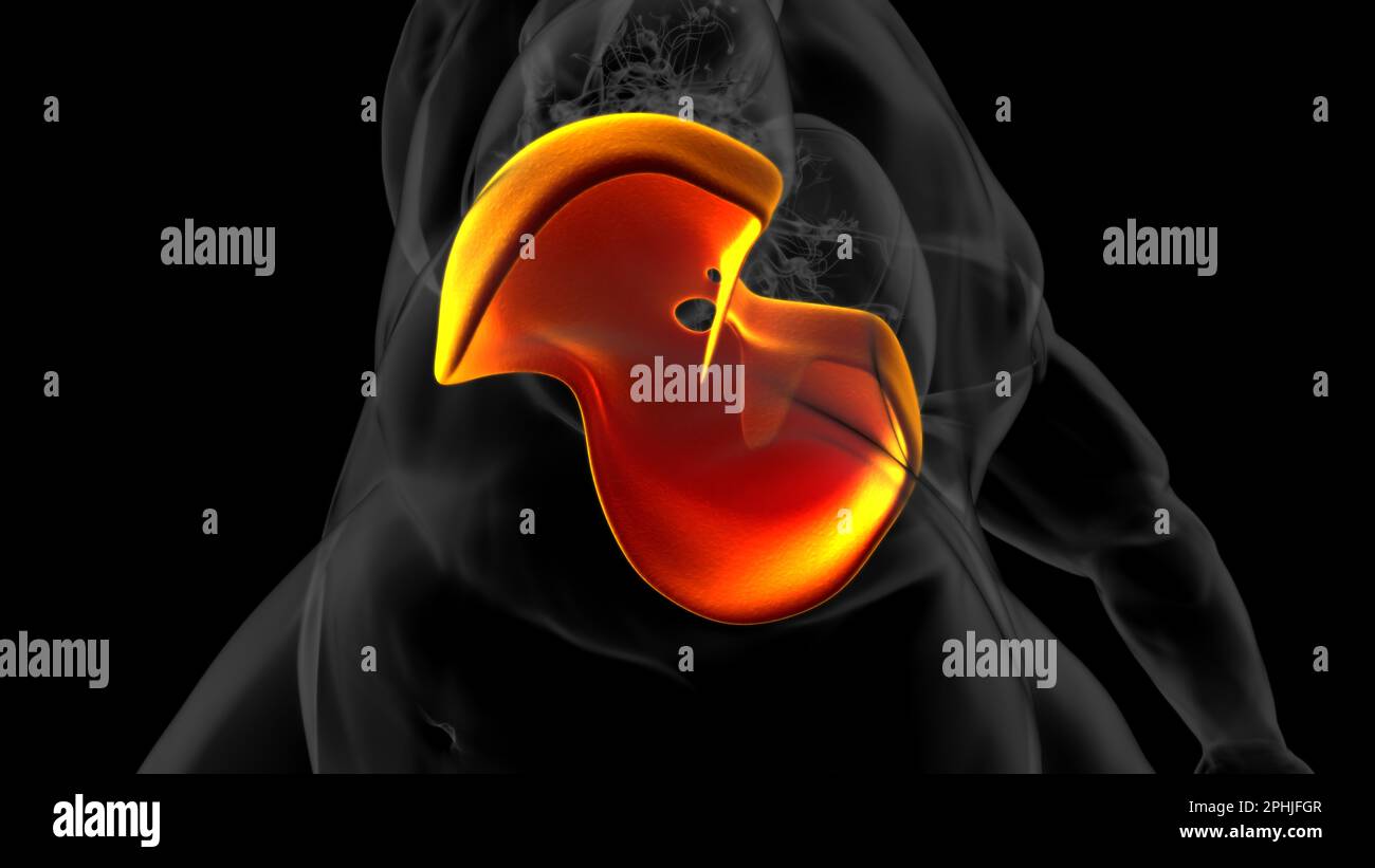 Human diaphragm anatomy for medical concept 3D illustration Stock Photo ...