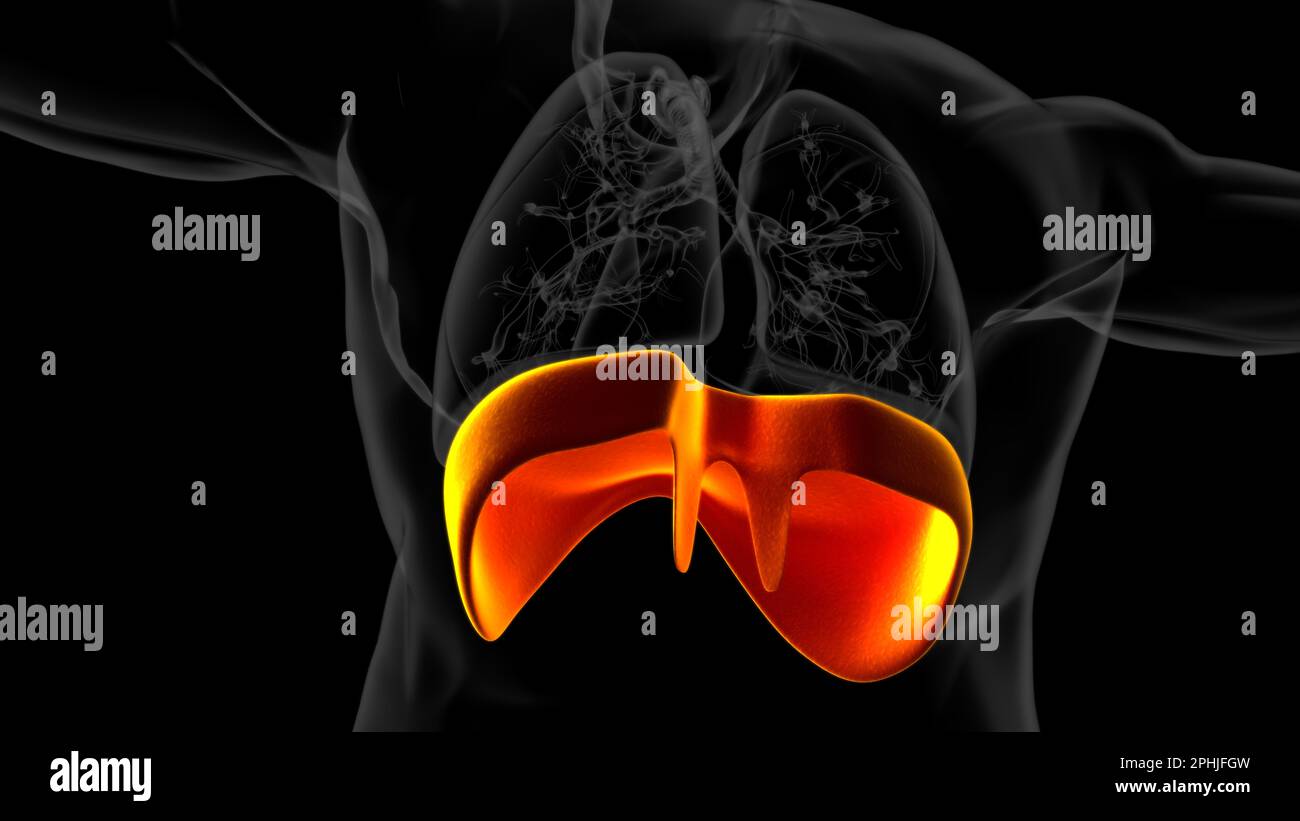 Human diaphragm anatomy for medical concept 3D illustration Stock Photo ...