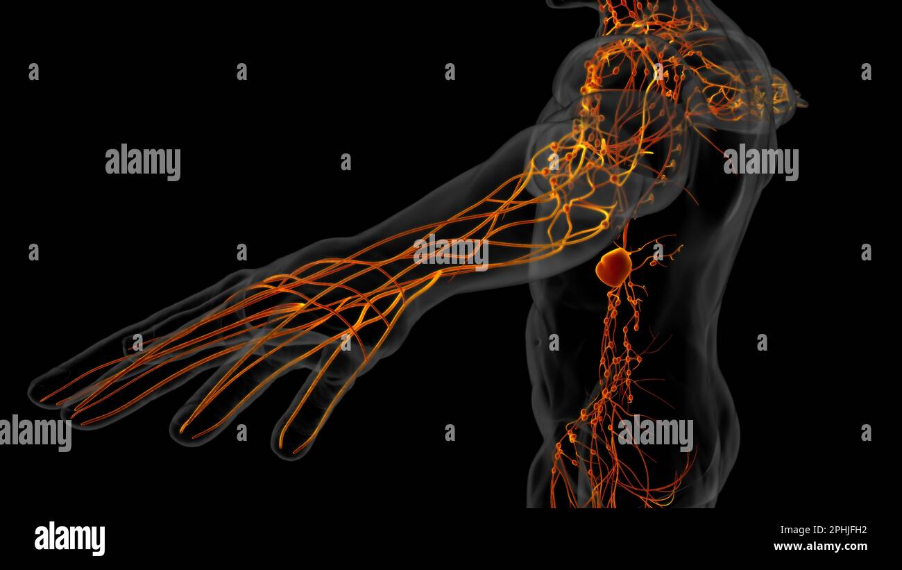 Human lymph nodes anatomy for medical concept 3D illustration Stock ...