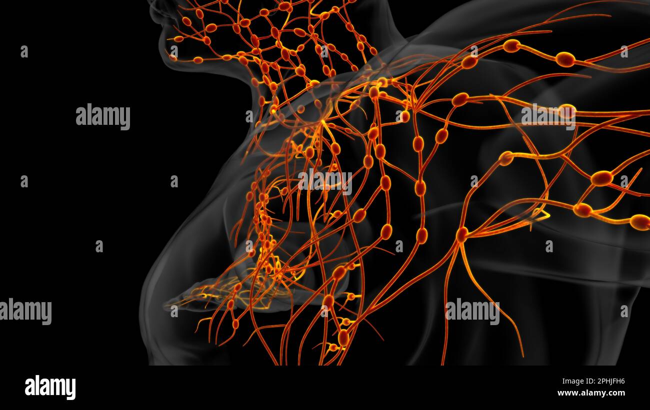 Human lymph nodes anatomy for medical concept 3D illustration Stock ...
