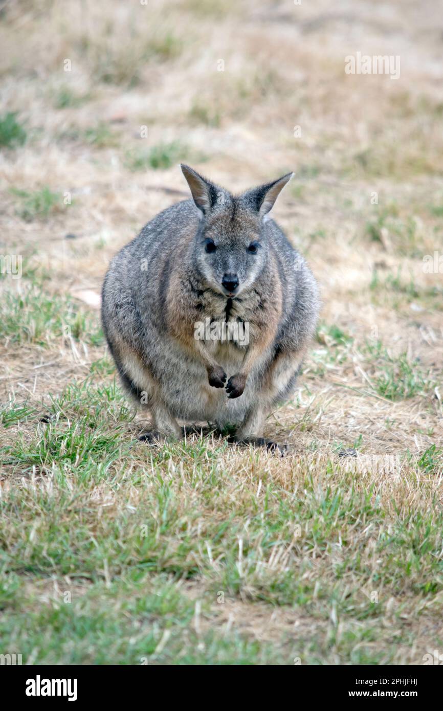 the tammar wallaby has dark greyish upperparts with a paler underside ...