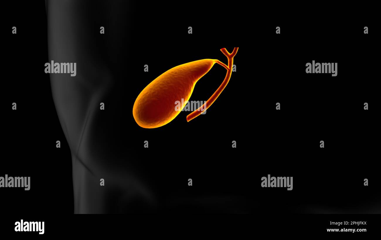 Gall Bladder Human Digestive System Anatomy For Medical Concept 3D ...